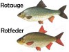 Rotauge Rotfeder - Zielfisch